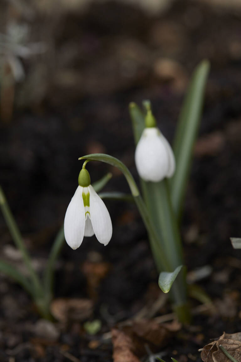 How to Start Your Own Snowdrop Collection - Gardenista