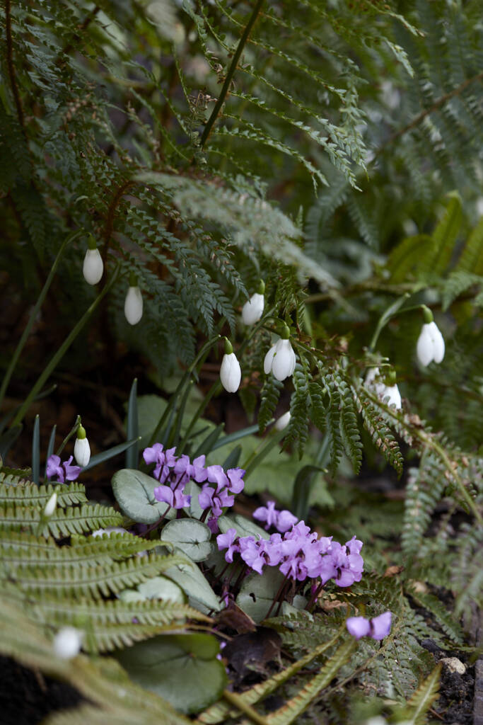 How to Start Your Own Snowdrop Collection - Gardenista