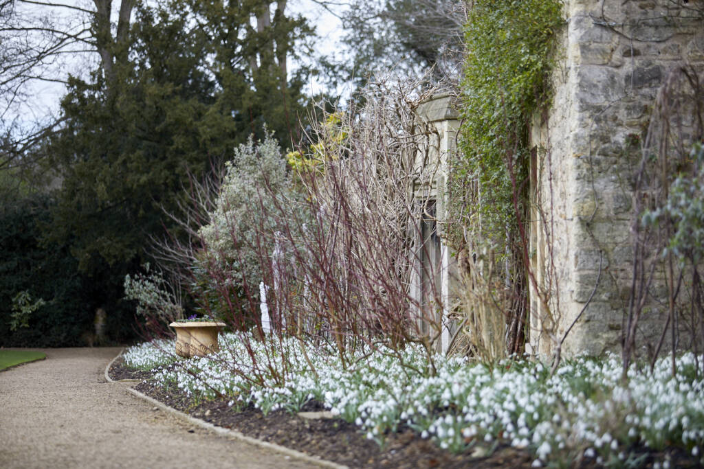 How to Start Your Own Snowdrop Collection - Gardenista