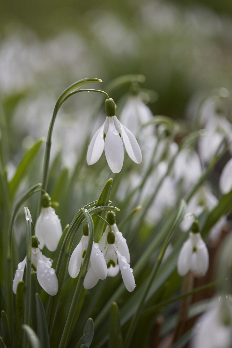 How to Start Your Own Snowdrop Collection - Gardenista