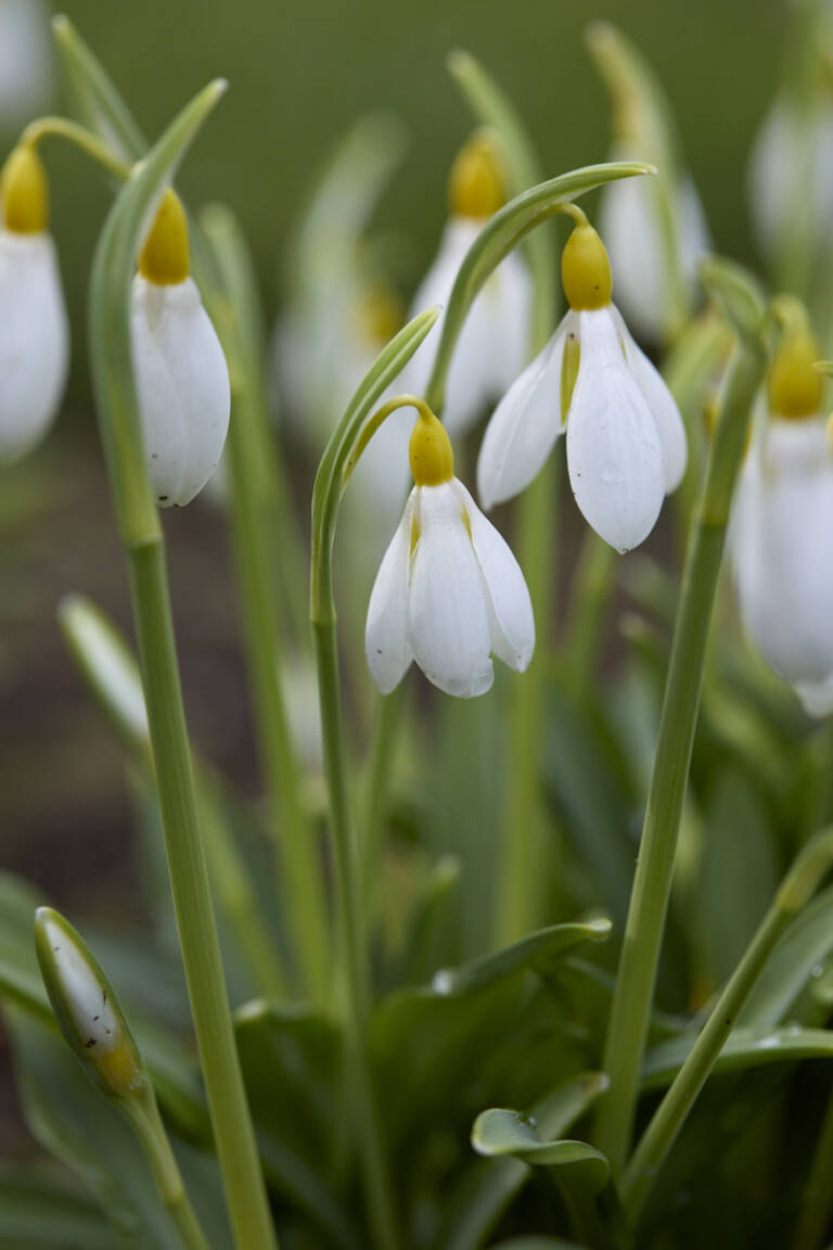 How to Start Your Own Snowdrop Collection - Gardenista
