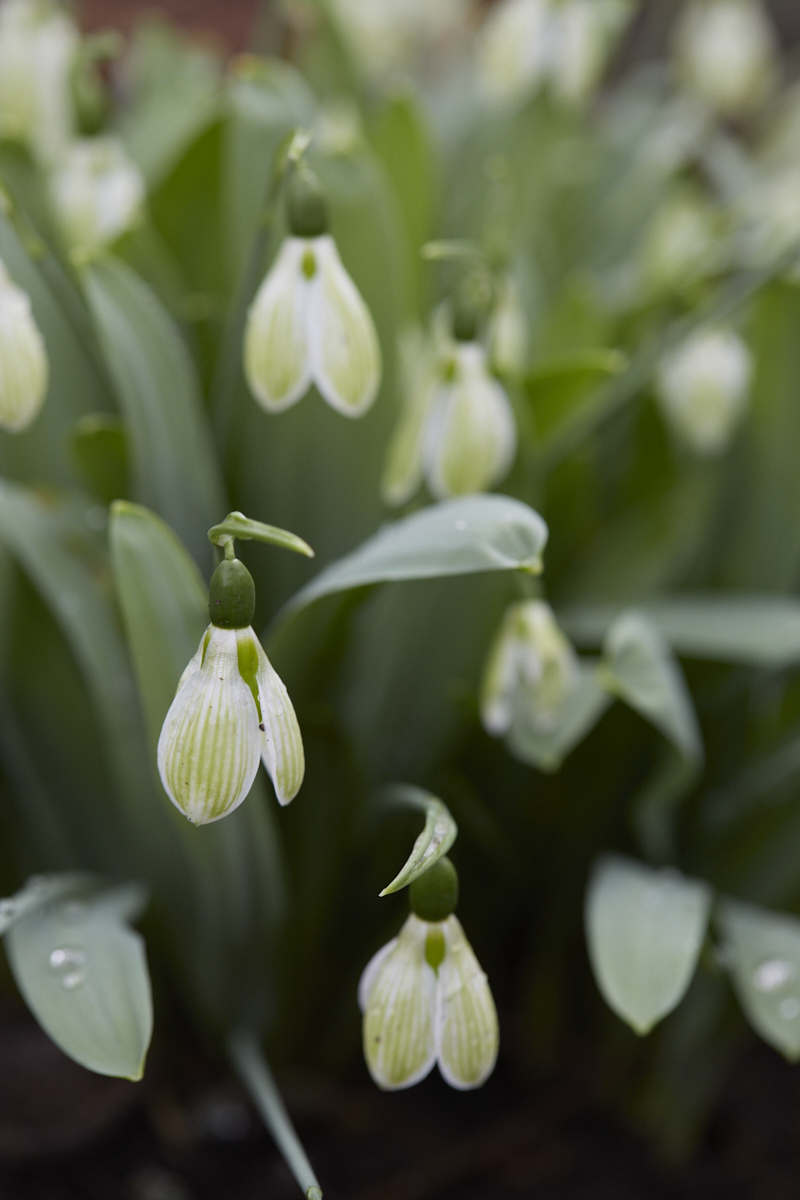 How to Start Your Own Snowdrop Collection - Gardenista