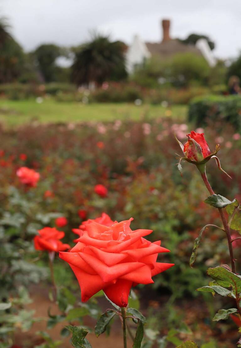 Pick Your Own Roses at Cape Town's Chart Farm - Gardenista