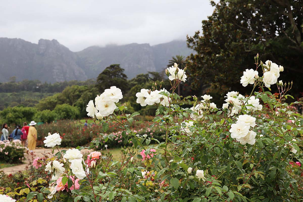 Pick Your Own Roses at Cape Town's Chart Farm - Gardenista