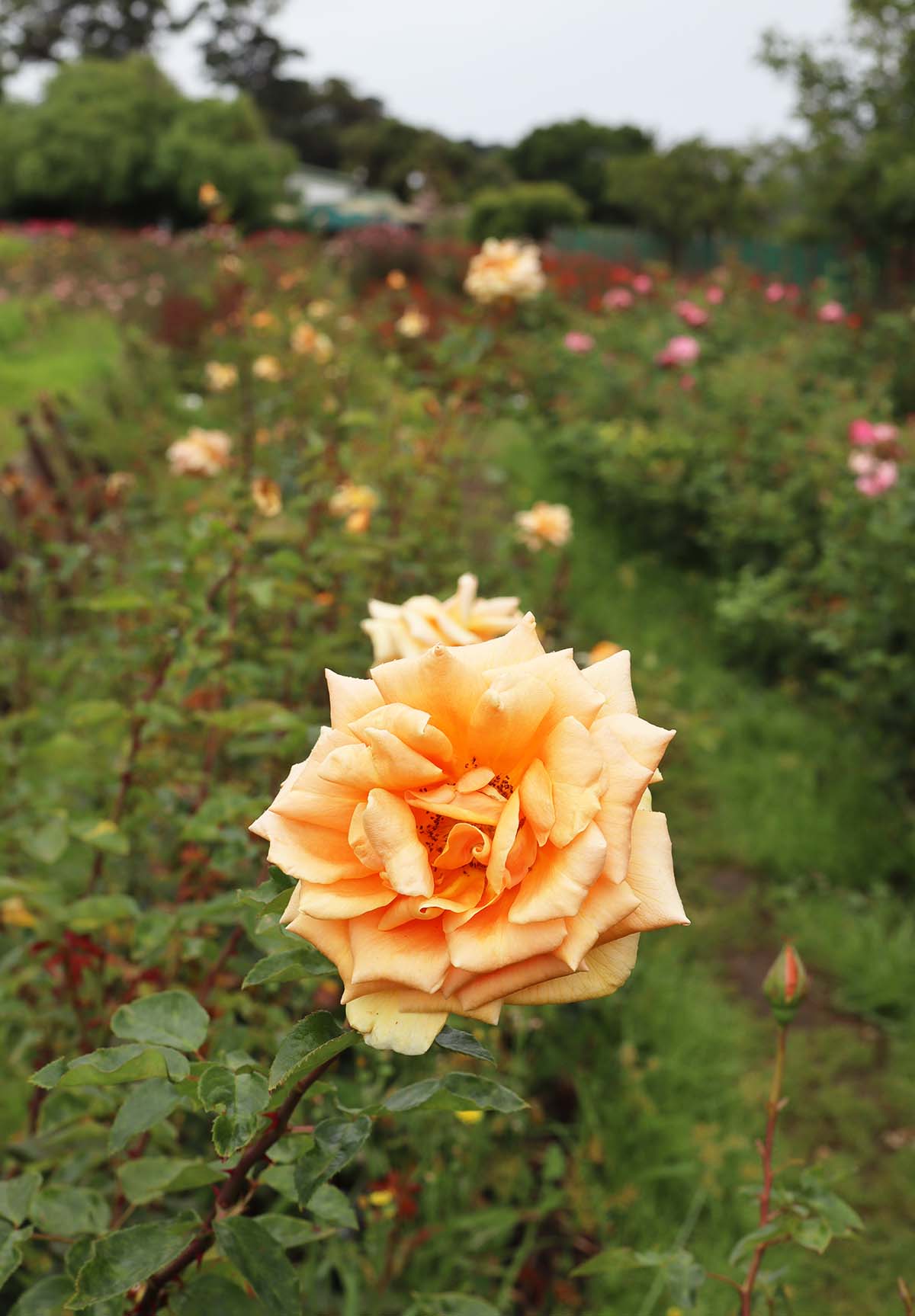 Pick Your Own Roses at Cape Town's Chart Farm - Gardenista