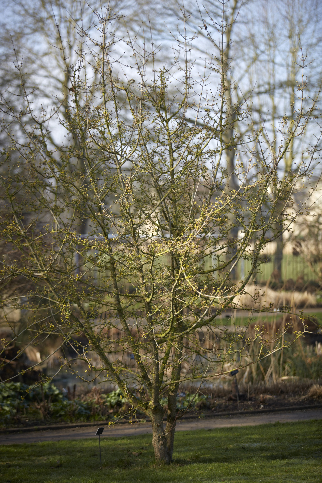 Gardening 101: Cornelian Cherry - Gardenista