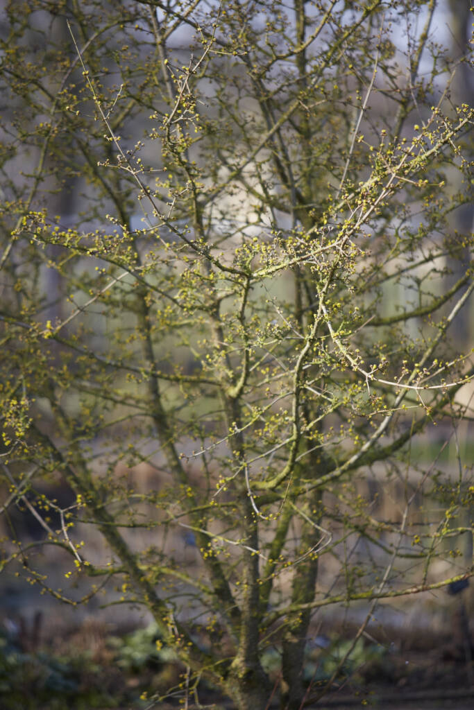 Gardening 101: Cornelian Cherry - Gardenista