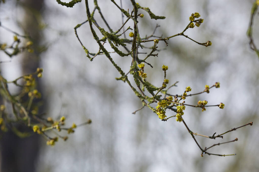 Gardening 101: Cornelian Cherry - Gardenista