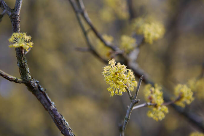 Gardening 101: Cornelian Cherry - Gardenista