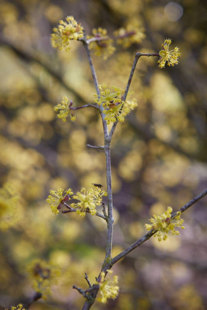Gardening 101: Cornelian Cherry - Gardenista