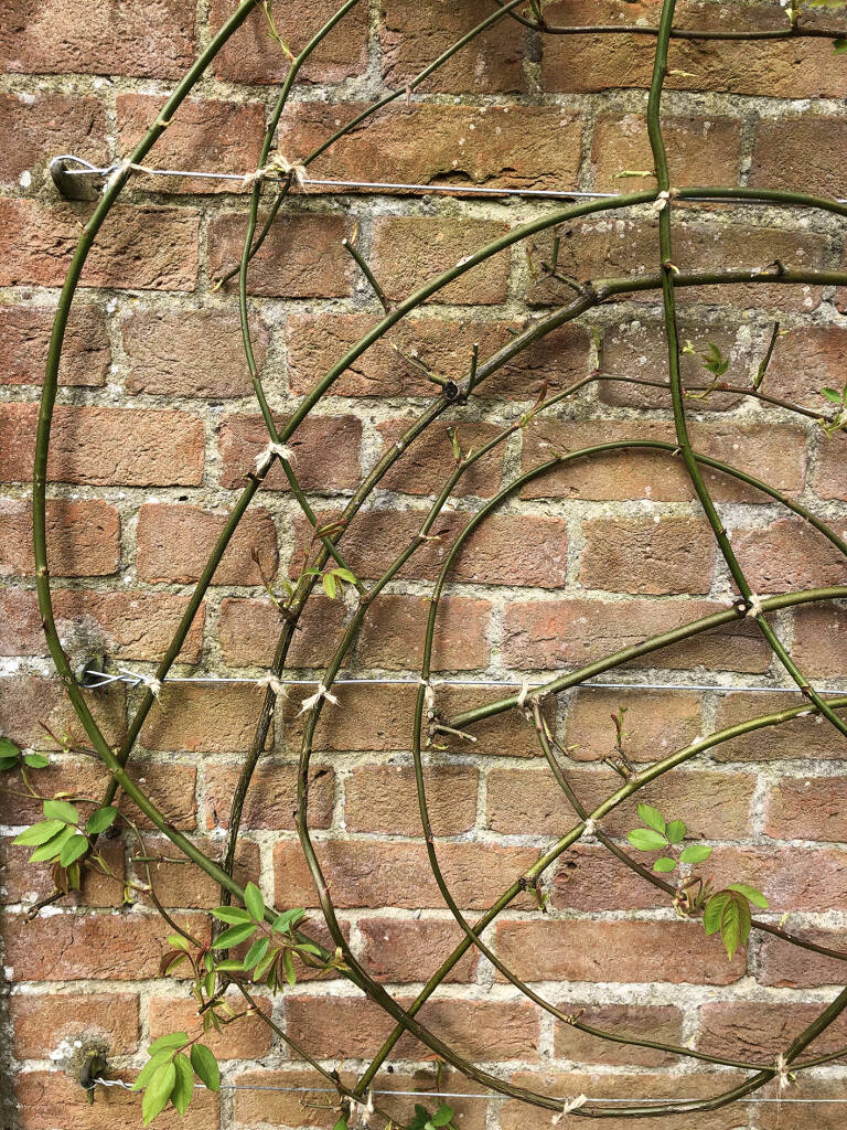 Ask the Expert: Jenny Barnes' Way with Roses - Gardenista