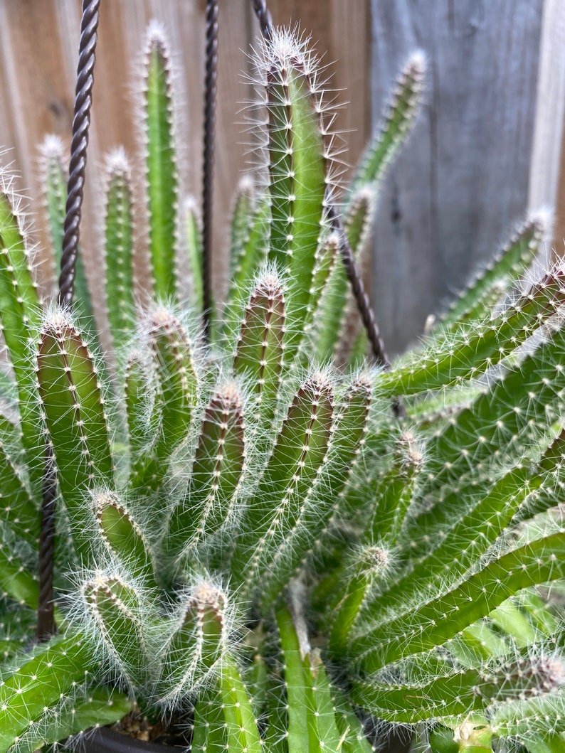 Gardening 101: Dog Tail Cactus - Gardenista