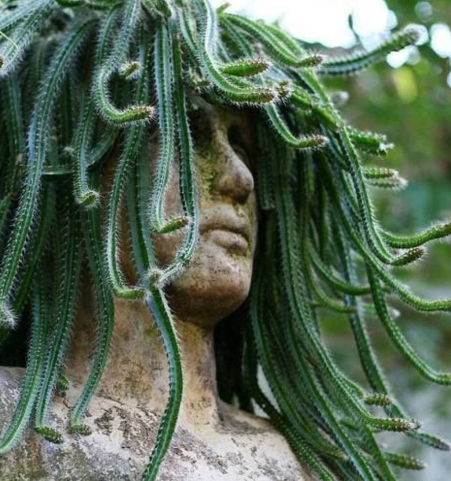 Gardening 101: Dog Tail Cactus - Gardenista