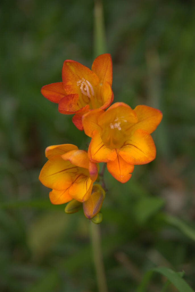 The Language of Flowers: Send the Right Message With Your Valentine's ...