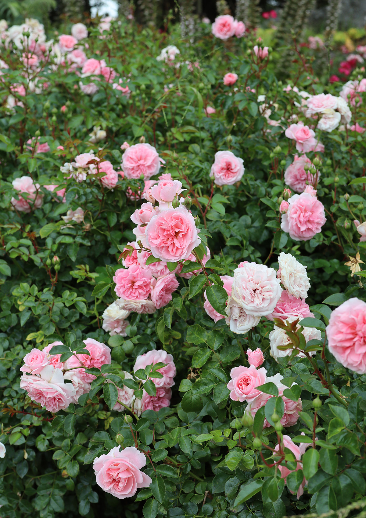 Pick Your Own Roses at Cape Town's Chart Farm - Gardenista