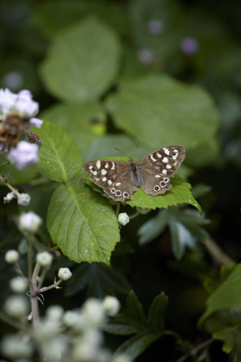 The Garden Decoder: What Is 'Mini-Forest Gardening'? - Gardenista