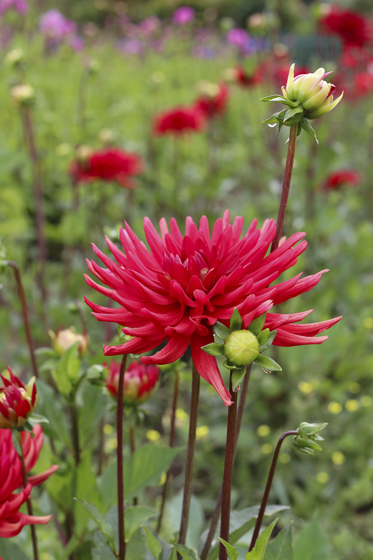 Jaftha's Flower Farm in Cape Town: A Painful History, A Bright Future ...