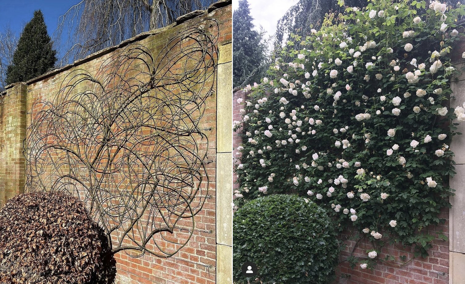 Ask the Expert: Jenny Barnes' Way with Roses - Gardenista