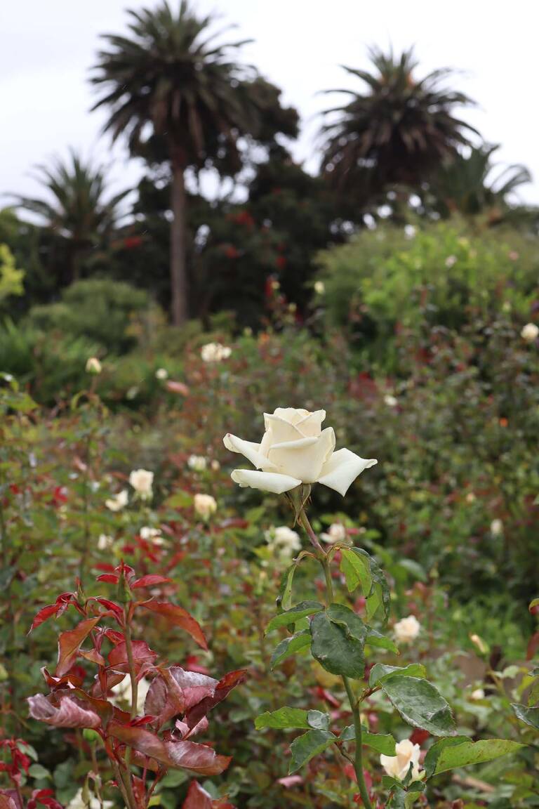 Pick Your Own Roses at Cape Town's Chart Farm - Gardenista
