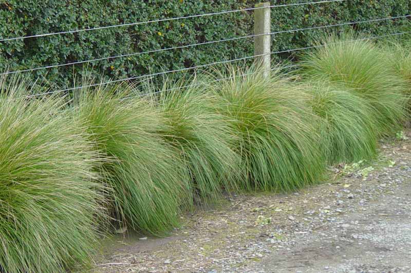 Gardening 101: Silver Tussock - Gardenista