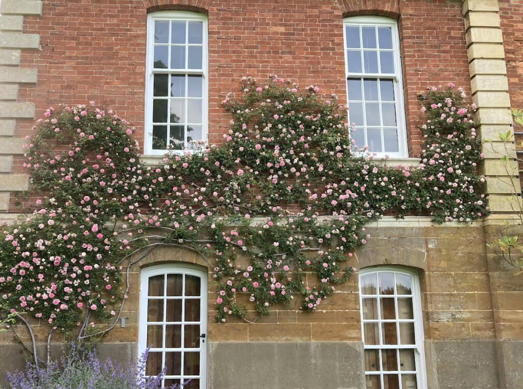 Ask the Expert: Jenny Barnes' Way with Roses - Gardenista