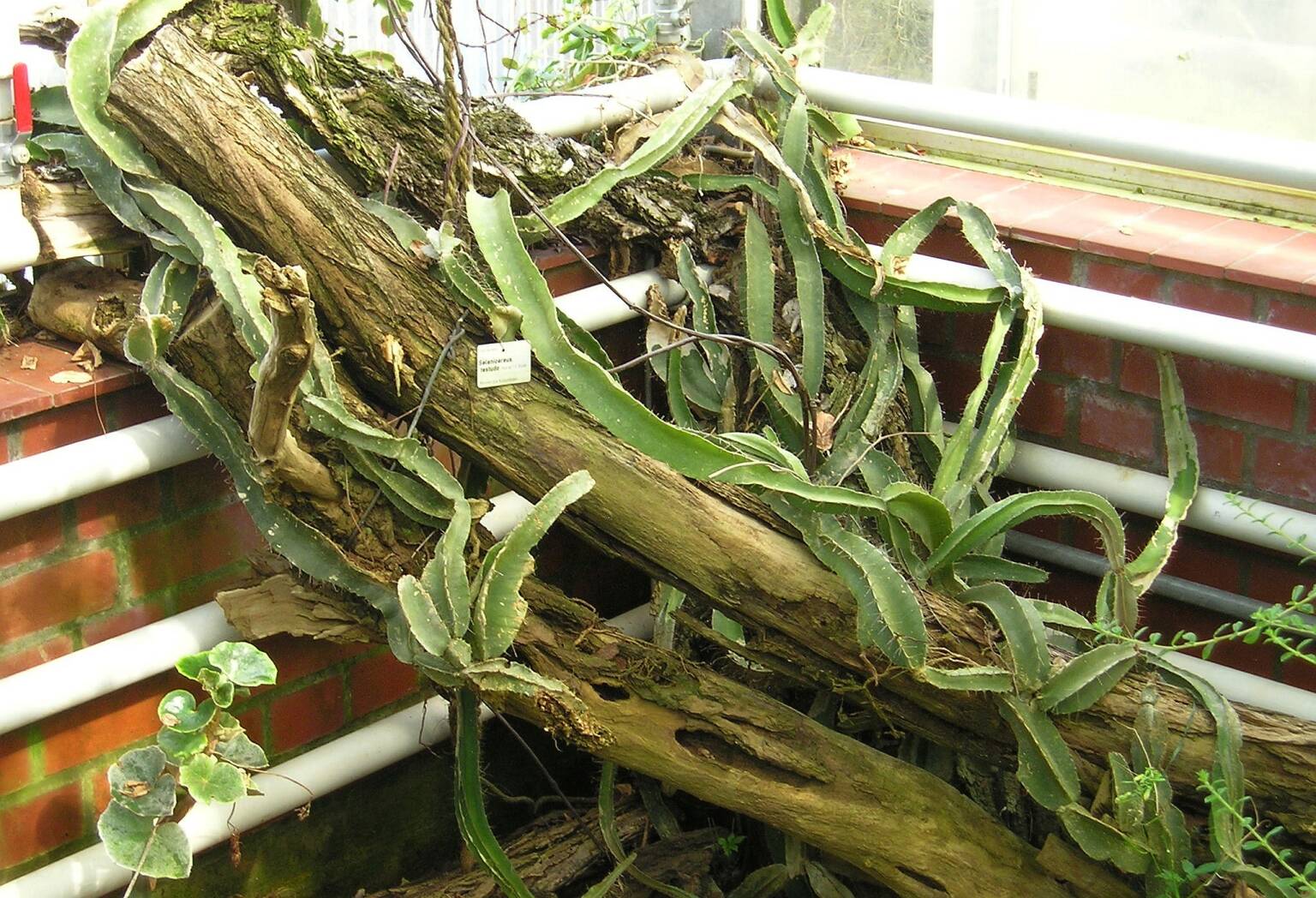 Gardening 101: Dog Tail Cactus - Gardenista