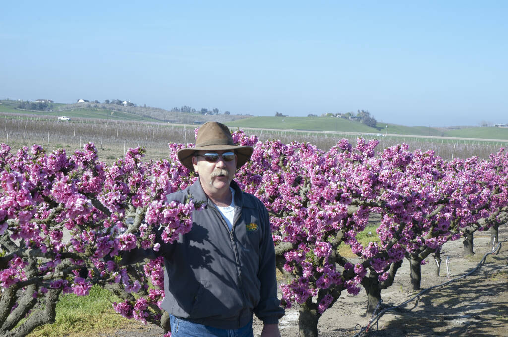 Greatest Hits 2022: 5 Best Fruit Trees to Grow for the Home Garden ...