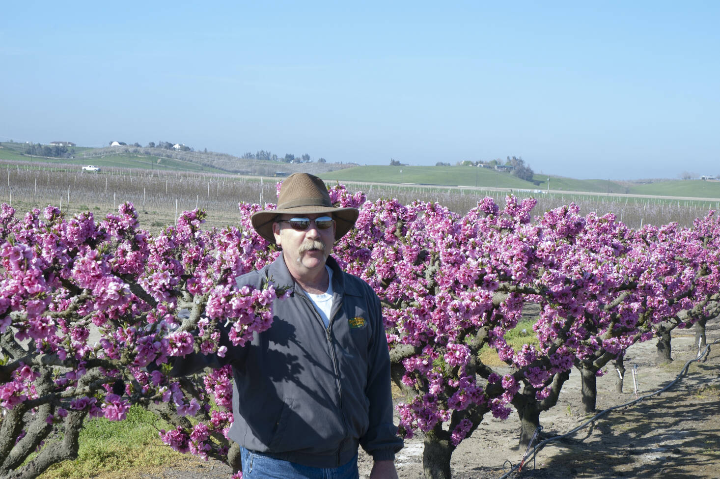 Greatest Hits 2022: 5 Best Fruit Trees to Grow for the Home Garden ...