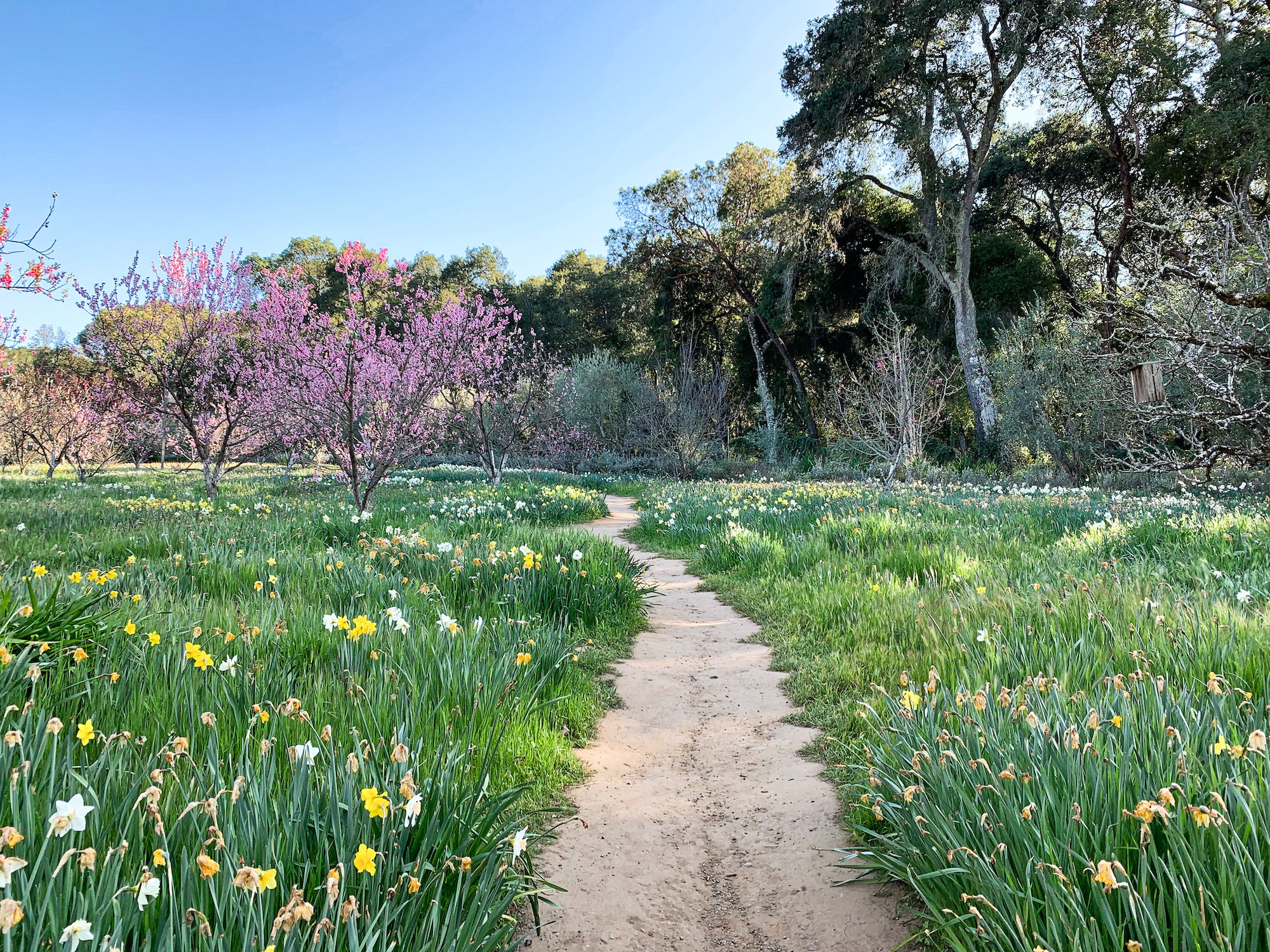 Garden Visit: Filoli Historic House and Garden in Woodside, CA - Gardenista