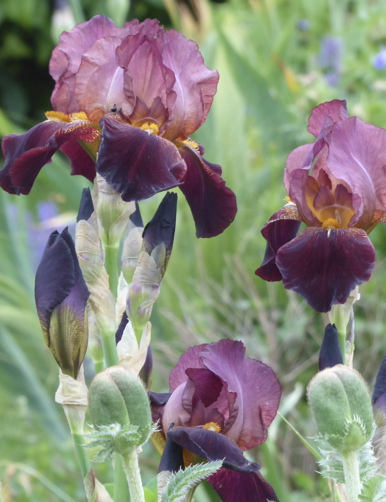 Cult of the Bearded Iris - Gardenista