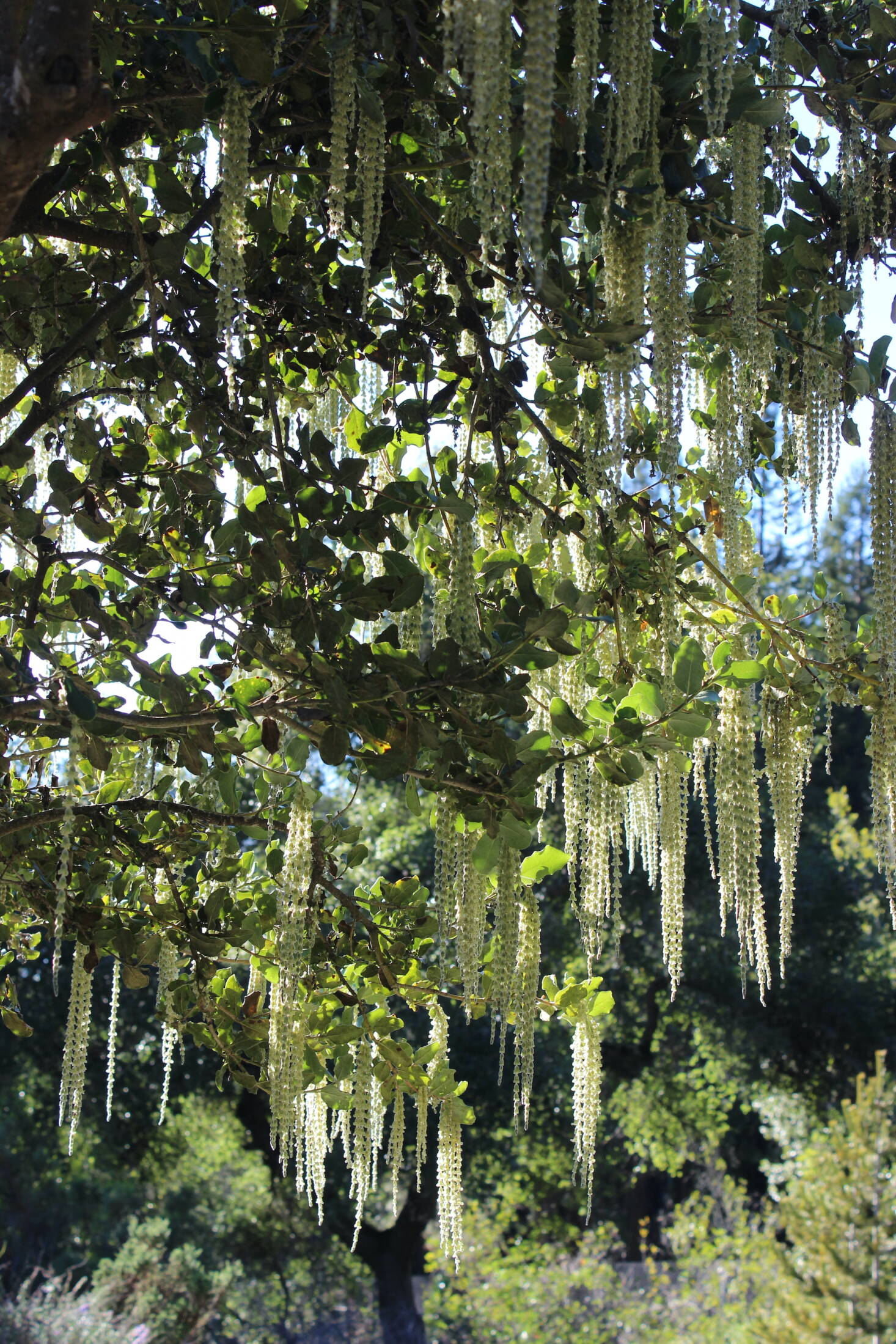 Garden Visit: The University of California Botanical Garden at Berkeley ...