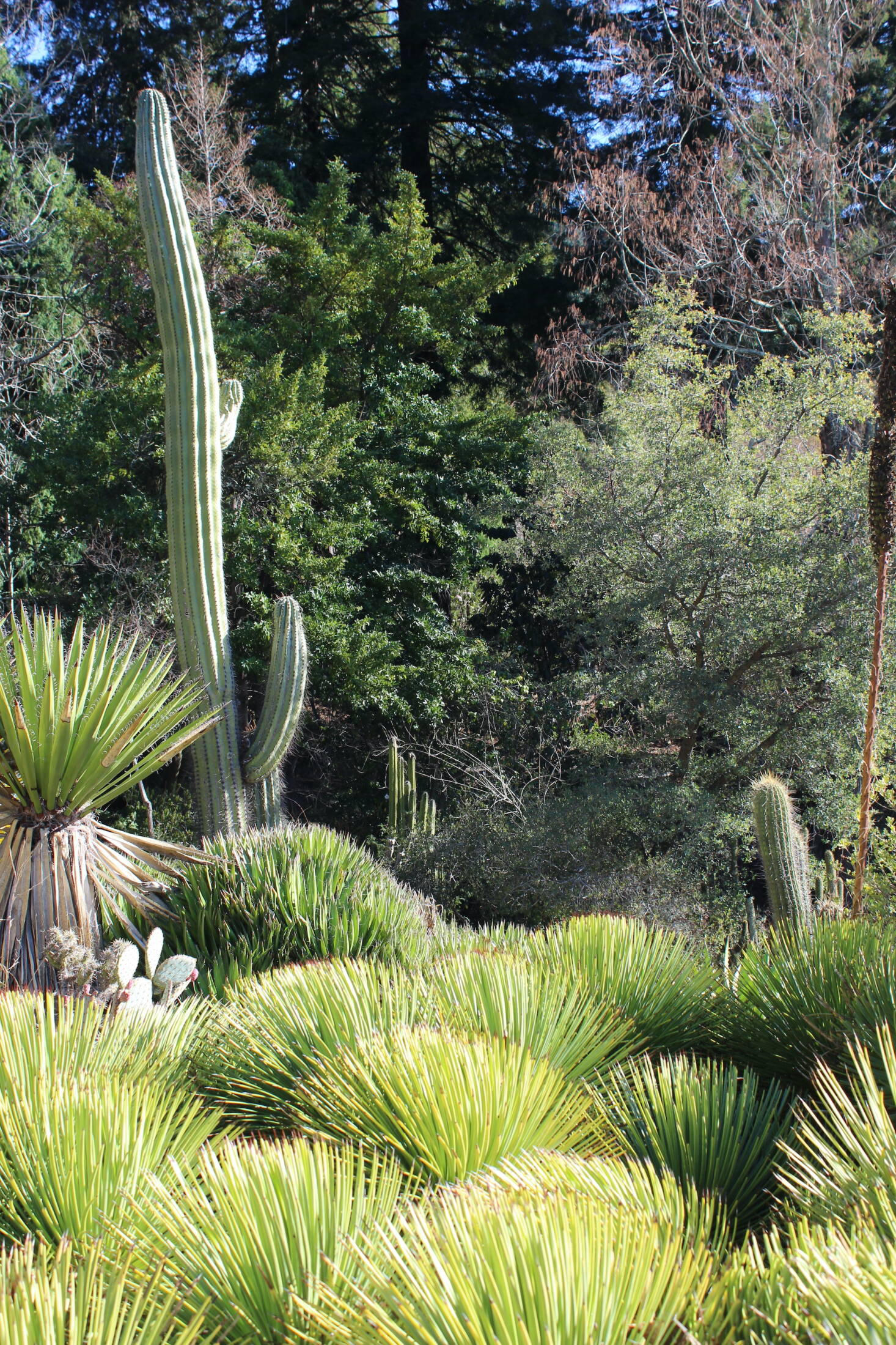 Garden Visit: The University of California Botanical Garden at Berkeley ...