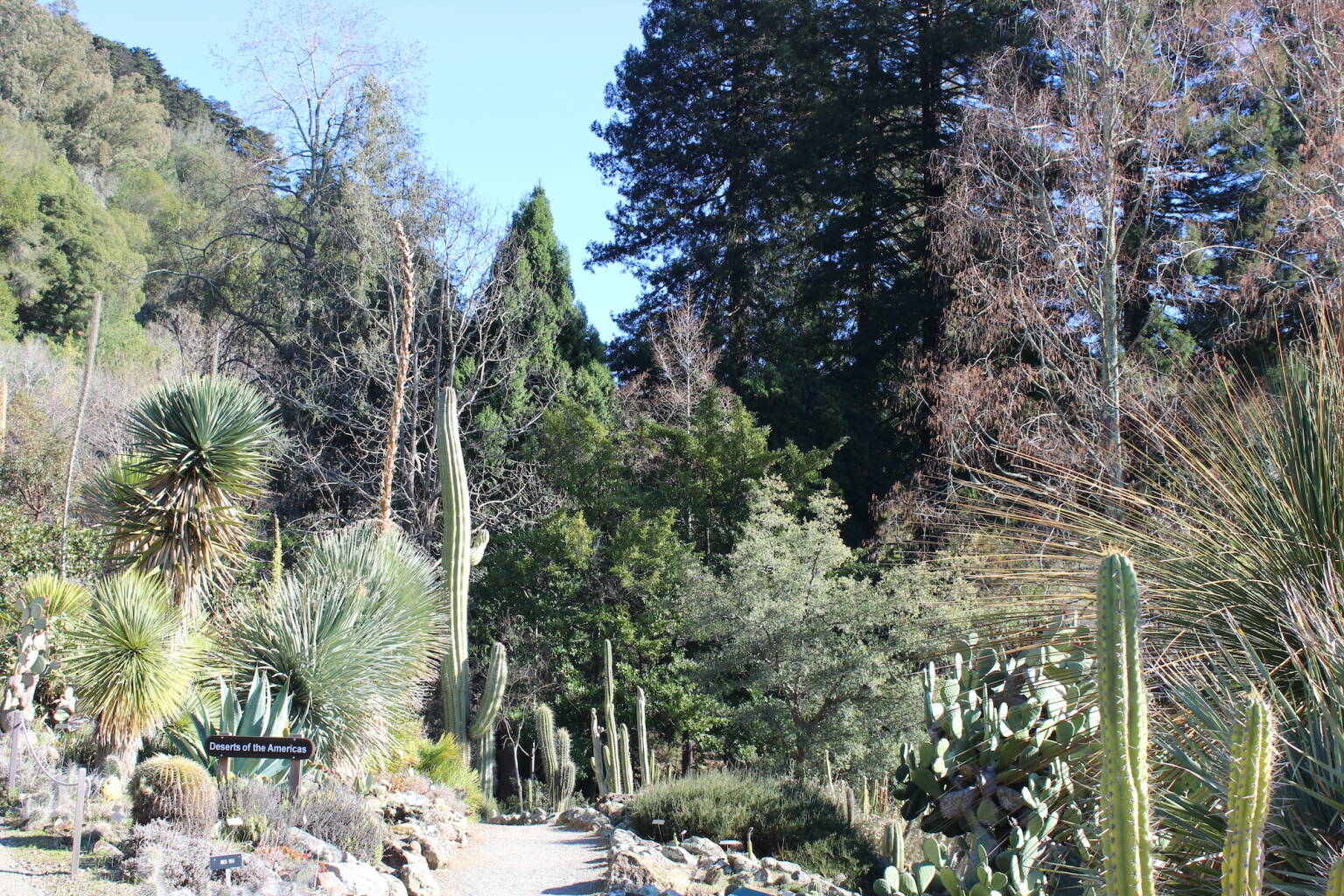 Garden Visit: The University of California Botanical Garden at Berkeley ...
