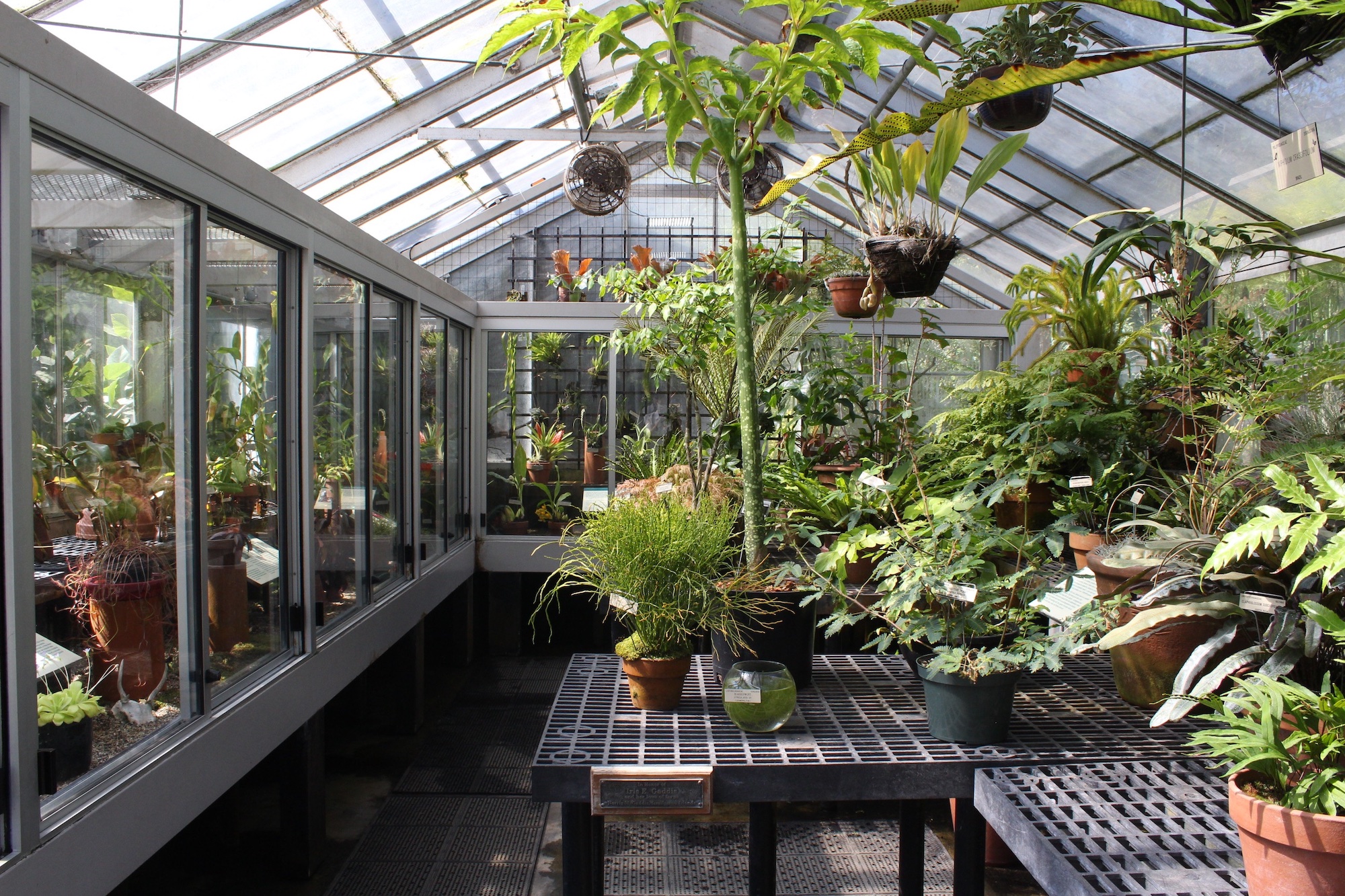 Garden Visit: The University of California Botanical Garden at Berkeley ...