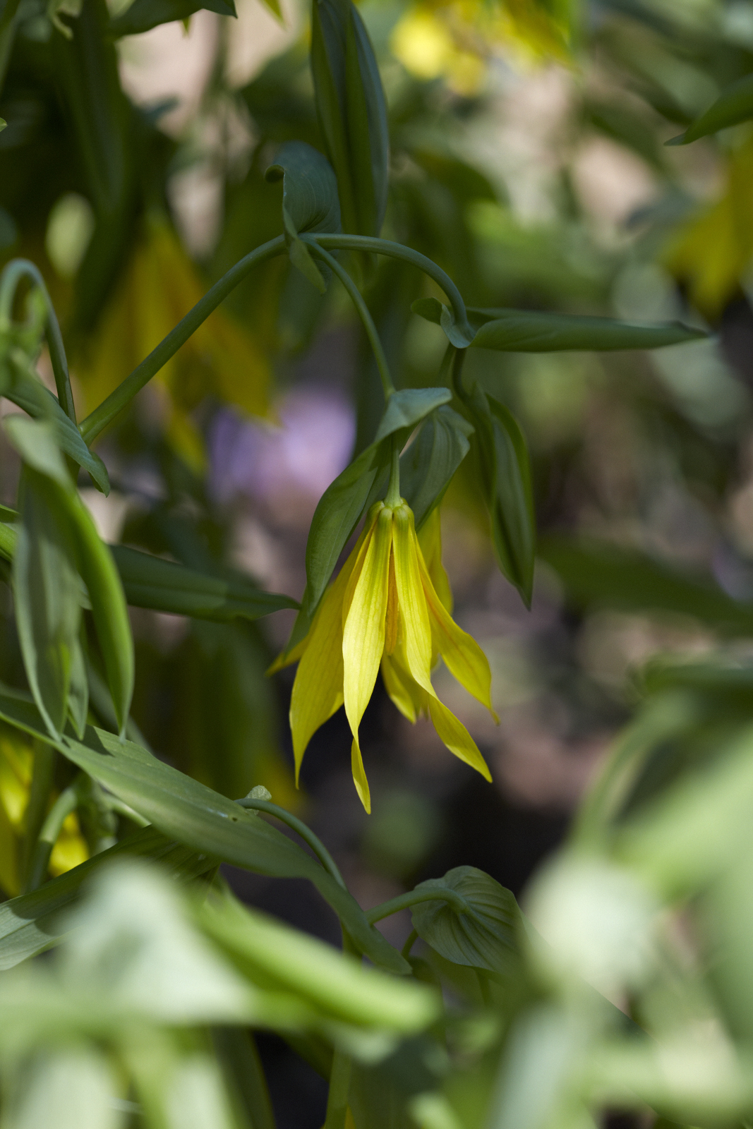 Gardening 101: Largeflower Bellwort - Gardenista