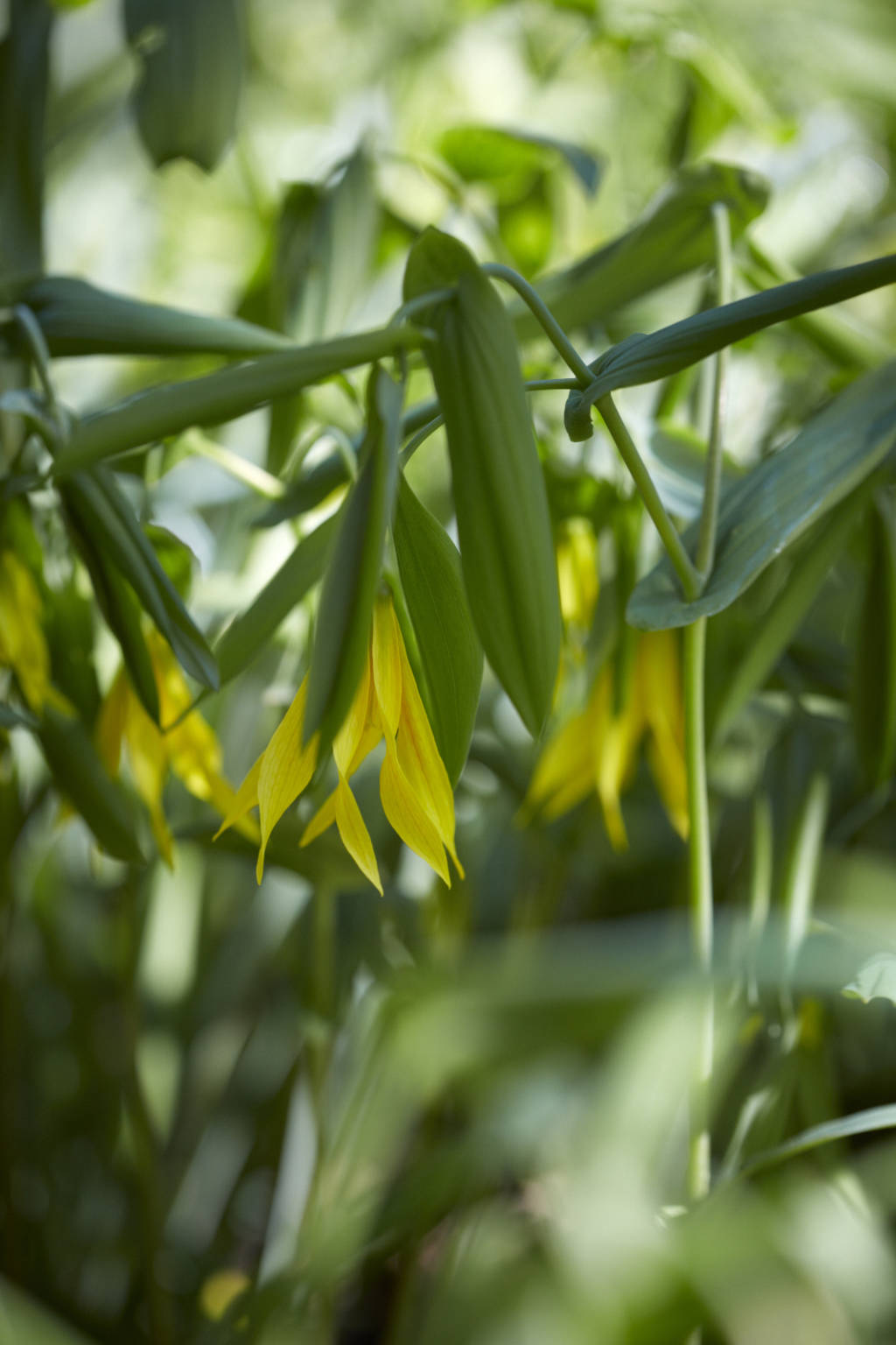 Gardening 101: Largeflower Bellwort - Gardenista