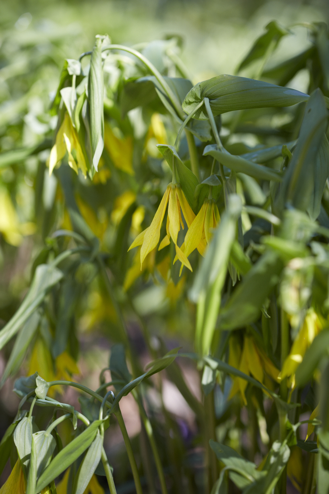 Gardening 101: Largeflower Bellwort - Gardenista