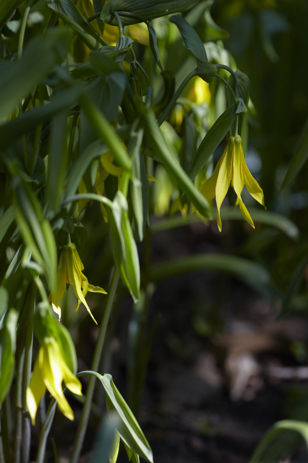 Gardening 101: Largeflower Bellwort - Gardenista