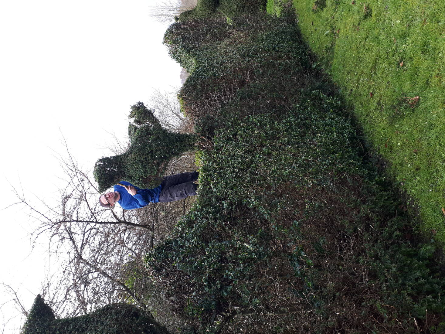 Rethinking Topiary: A Garden Tradition, Loosened Up - Gardenista