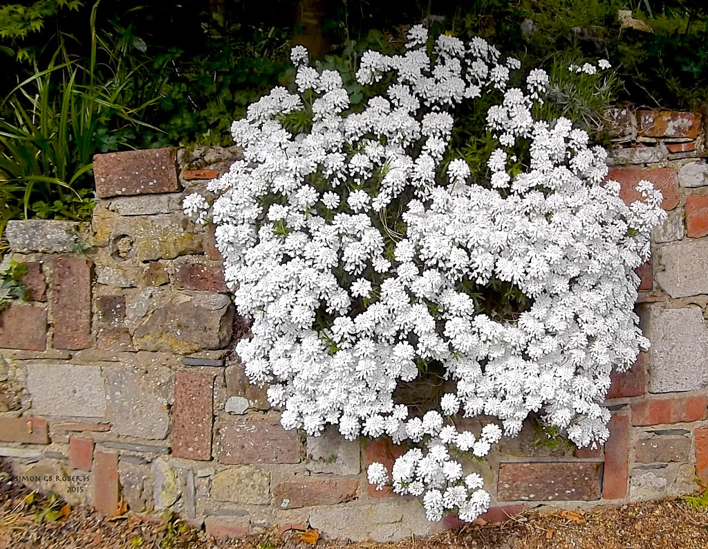 Gardening 101: Candytuft - Gardenista