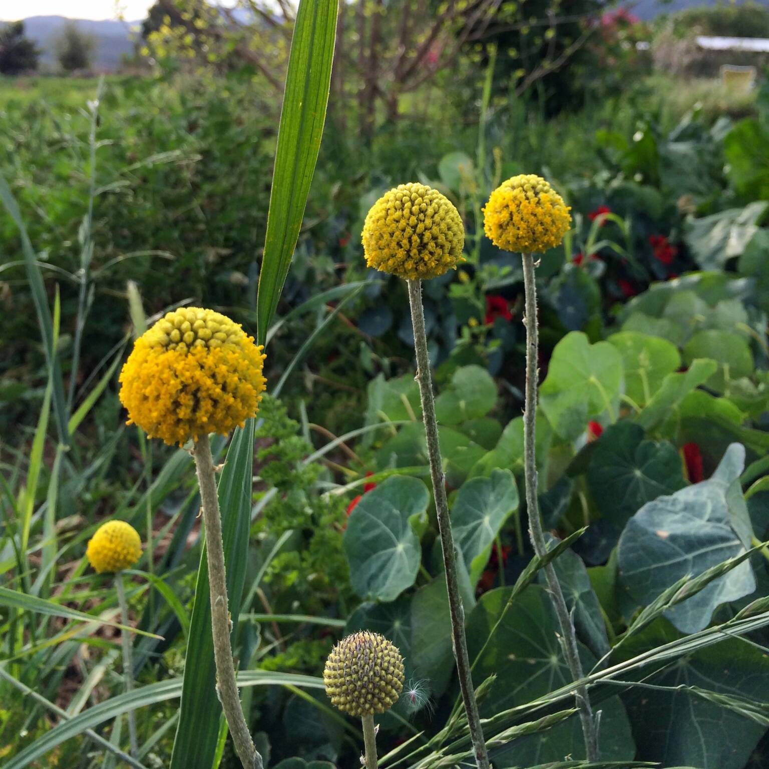 Gardening 101: Billy Buttons - Gardenista