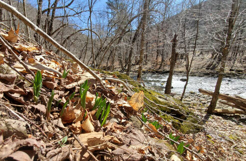 Wild ramps grow in rich habitats that are vulnerable to over-harvest