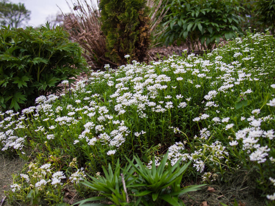 Gardening 101: Candytuft - Gardenista