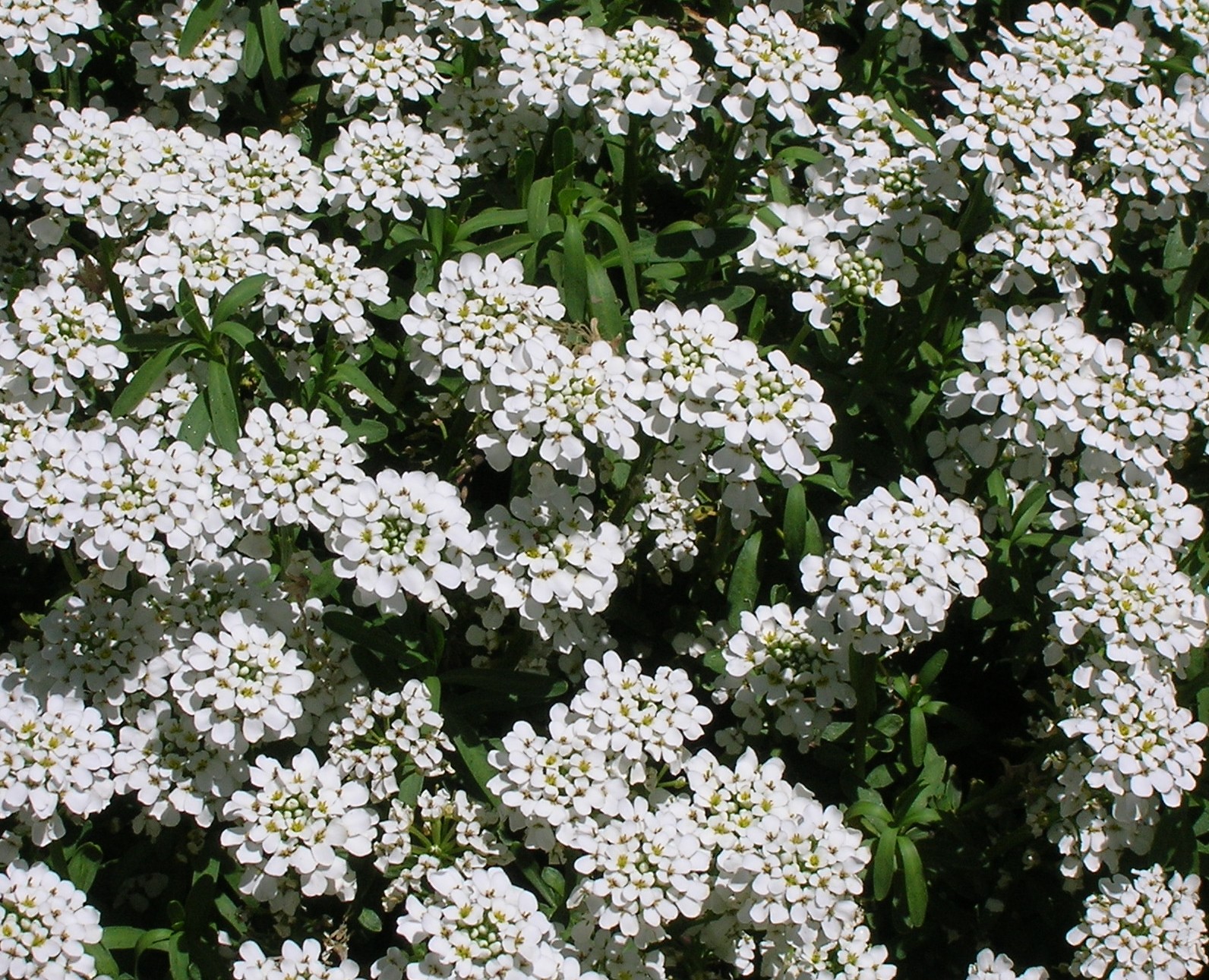 Gardening 101: Candytuft - Gardenista