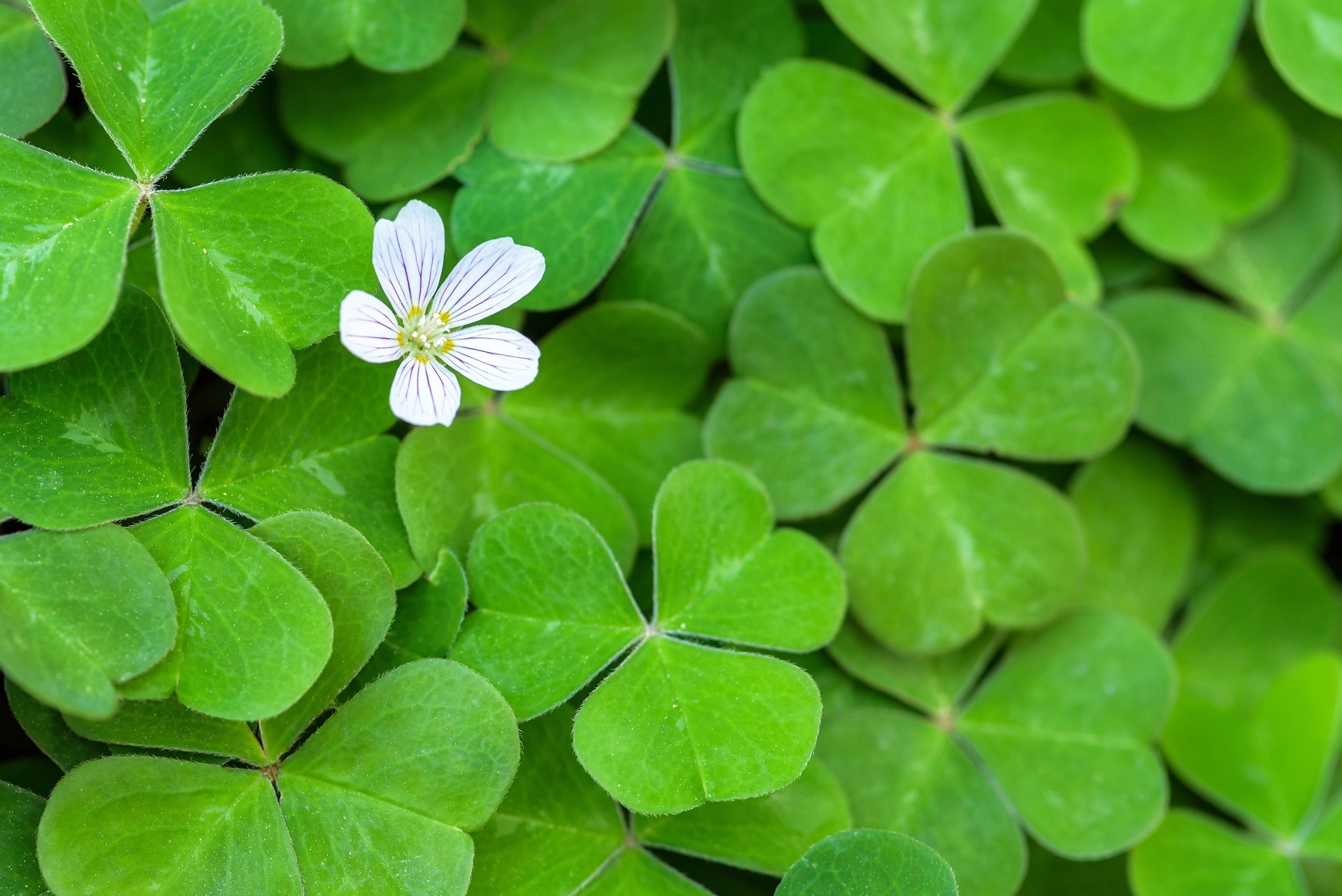 Gardening 101: Redwood Sorrel - Gardenista