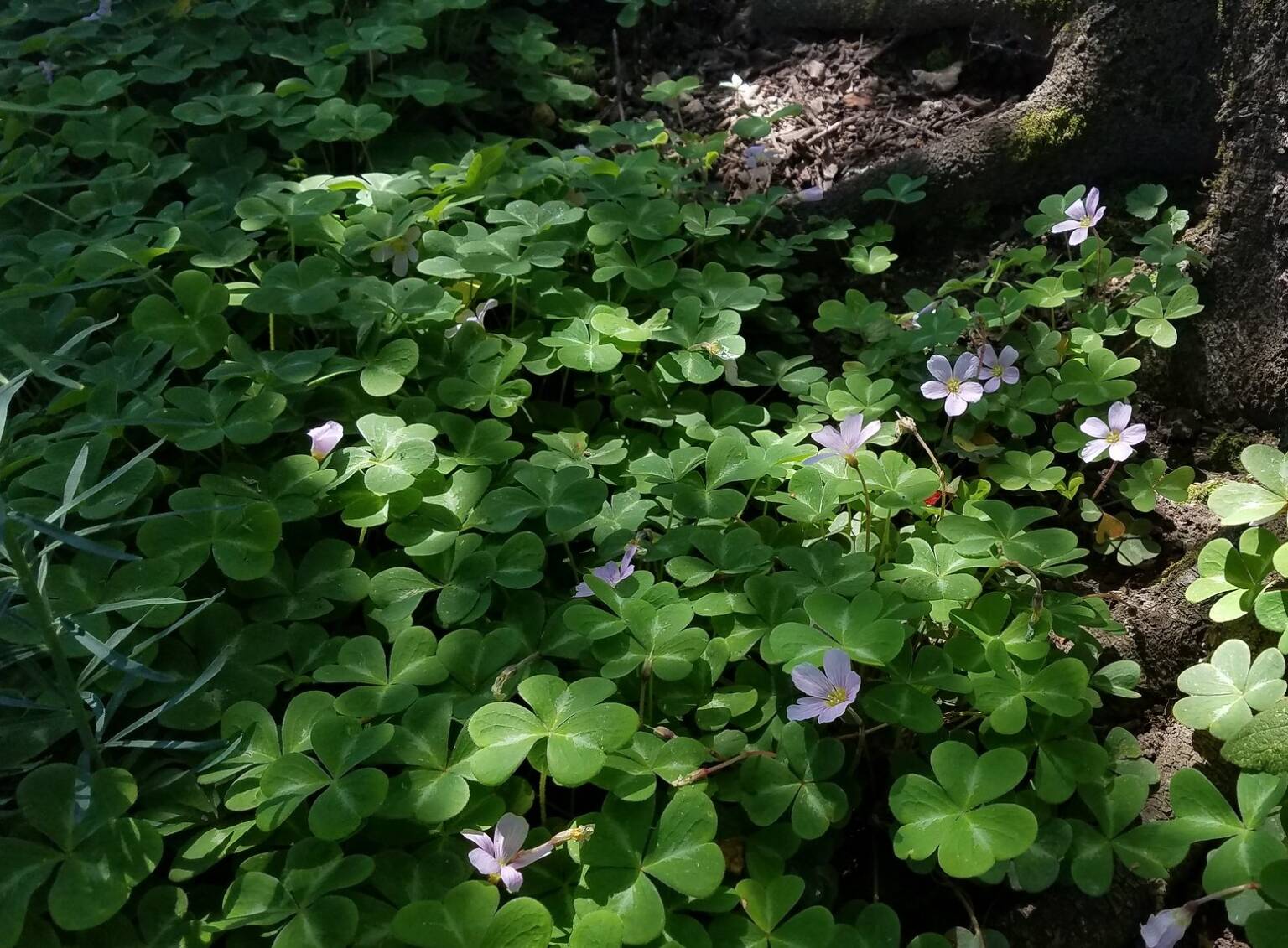 Gardening 101: Redwood Sorrel - Gardenista