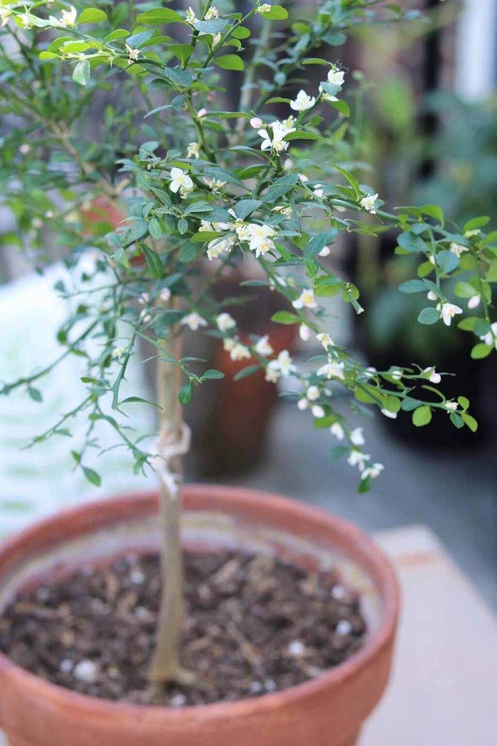 12 Questions with Garden Designer Wambui Ippolito - Gardenista