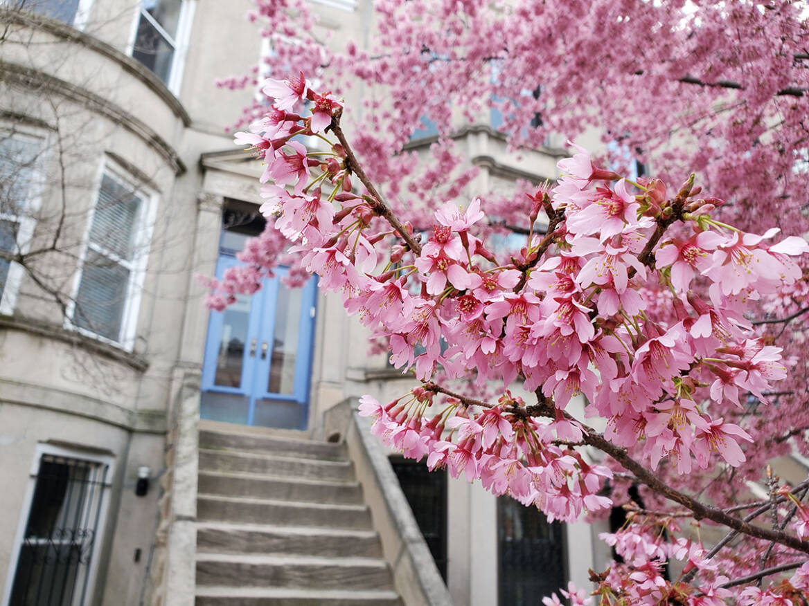 Spring in Windsor Terrace: My Little Garden Wakes Up - Gardenista