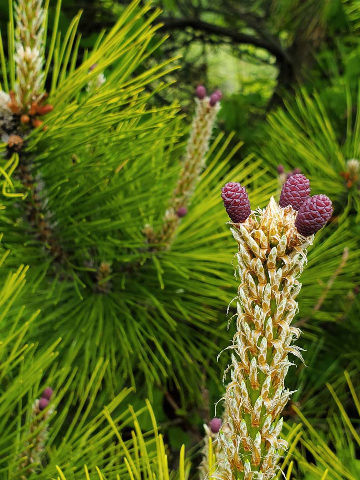 Pine cone jam is made by cooking immature pine cones