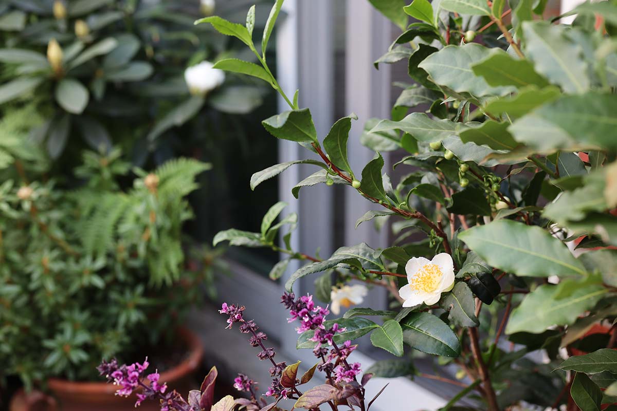 Tea plants are grown for their leaves but are also ornamental